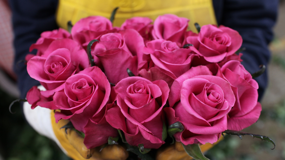 El poder transformador de las rosas de Comercio Justo - Fair Trade ...